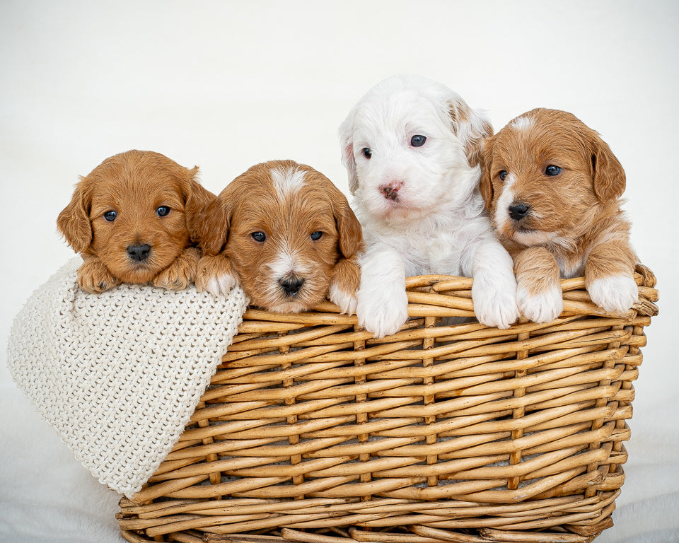 Micro Mini Goldendoodles-April x Pip – Inland Doodles